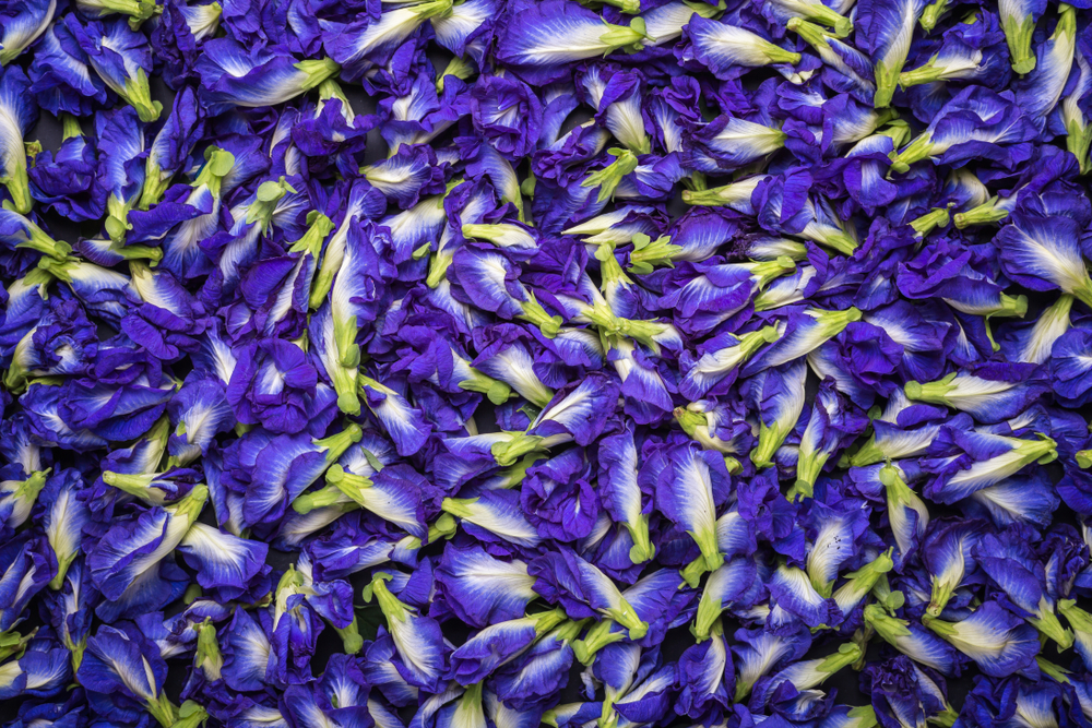 What Is Butterfly Pea And Why It’s Taking The Food World By Storm ...