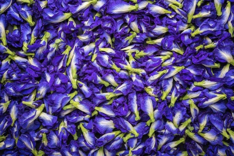 What Is Butterfly Pea And Why It’s Taking The Food World By Storm ...