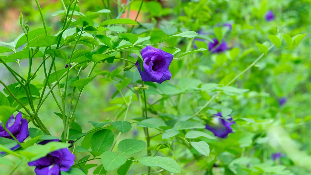 What Is Butterfly Pea And Why It’s Taking The Food World By Storm ...