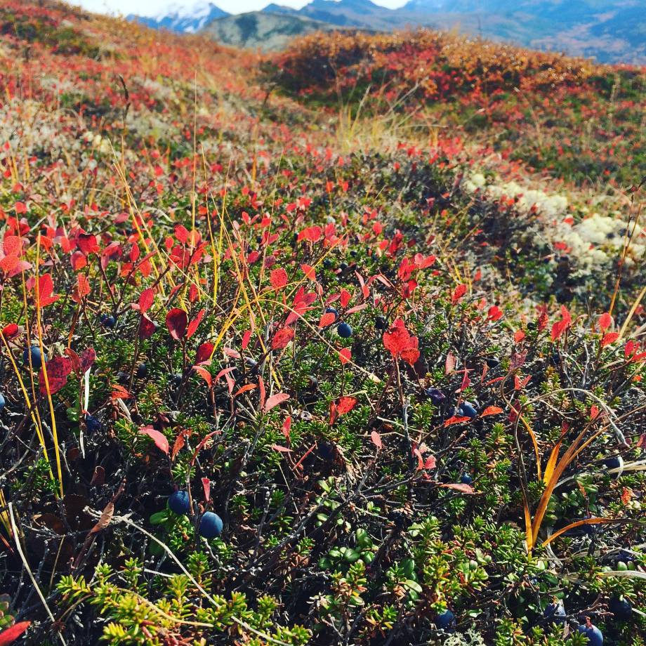 9 Foods You Must Eat In Alaska And Where To Find Them | TravelAwaits