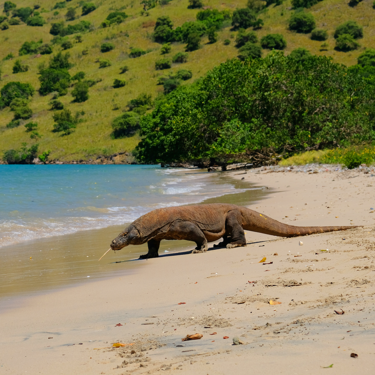 It Now Costs $250 To See A Real-Life Dragon, Here’s Why | TravelAwaits