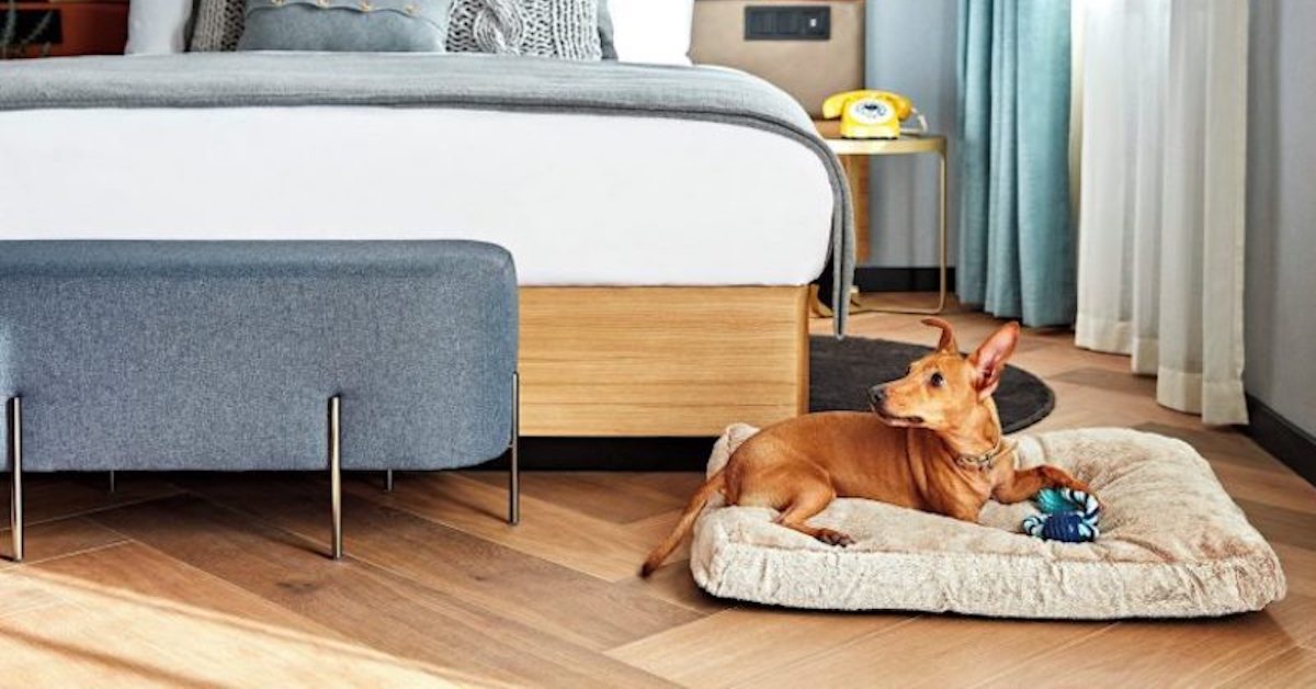 11 Hotels Where Dogs Stay Free | Pet-Friendly Hotel Chains - TravelAwaits