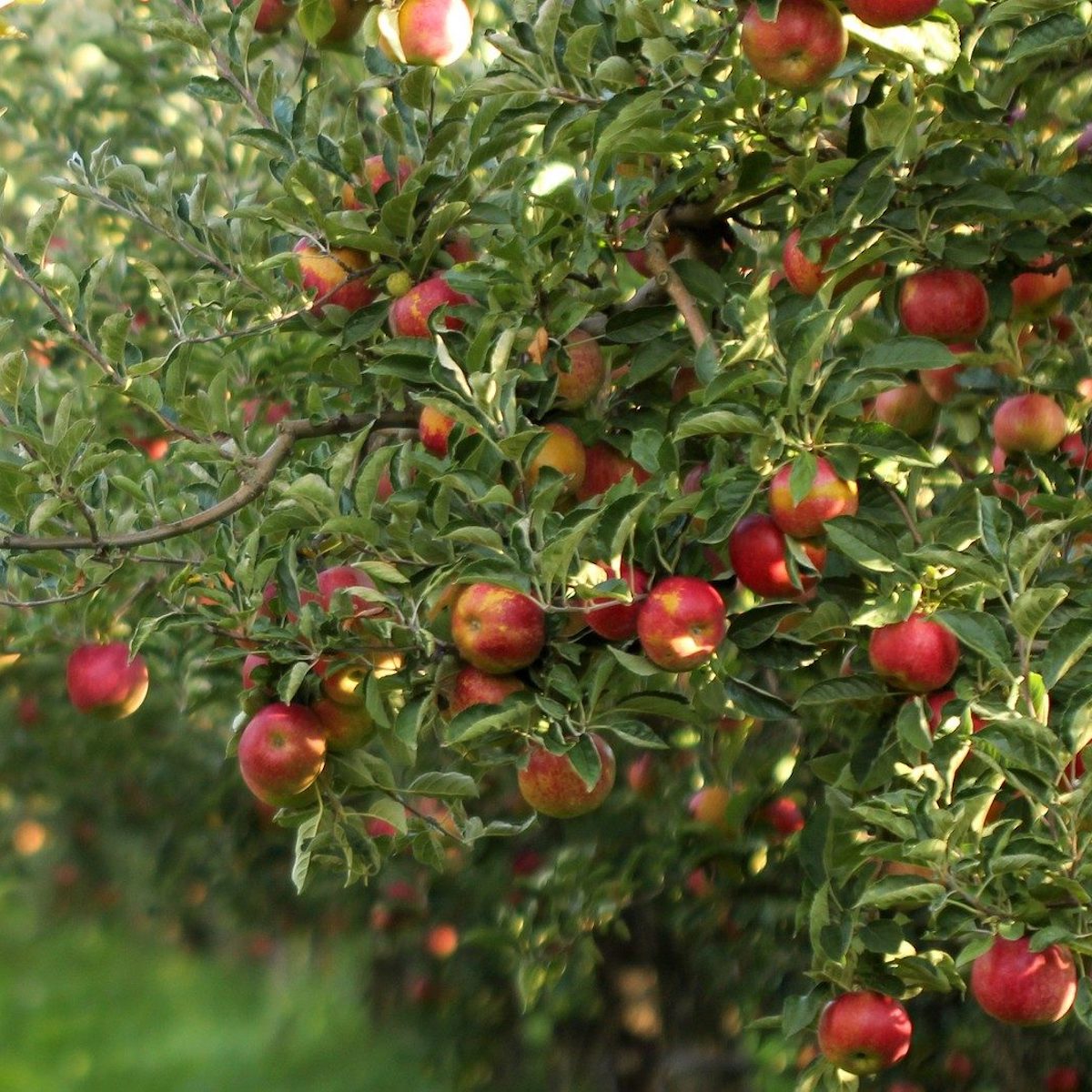 8 Best Places For Apple Picking In New Jersey | TravelAwaits
