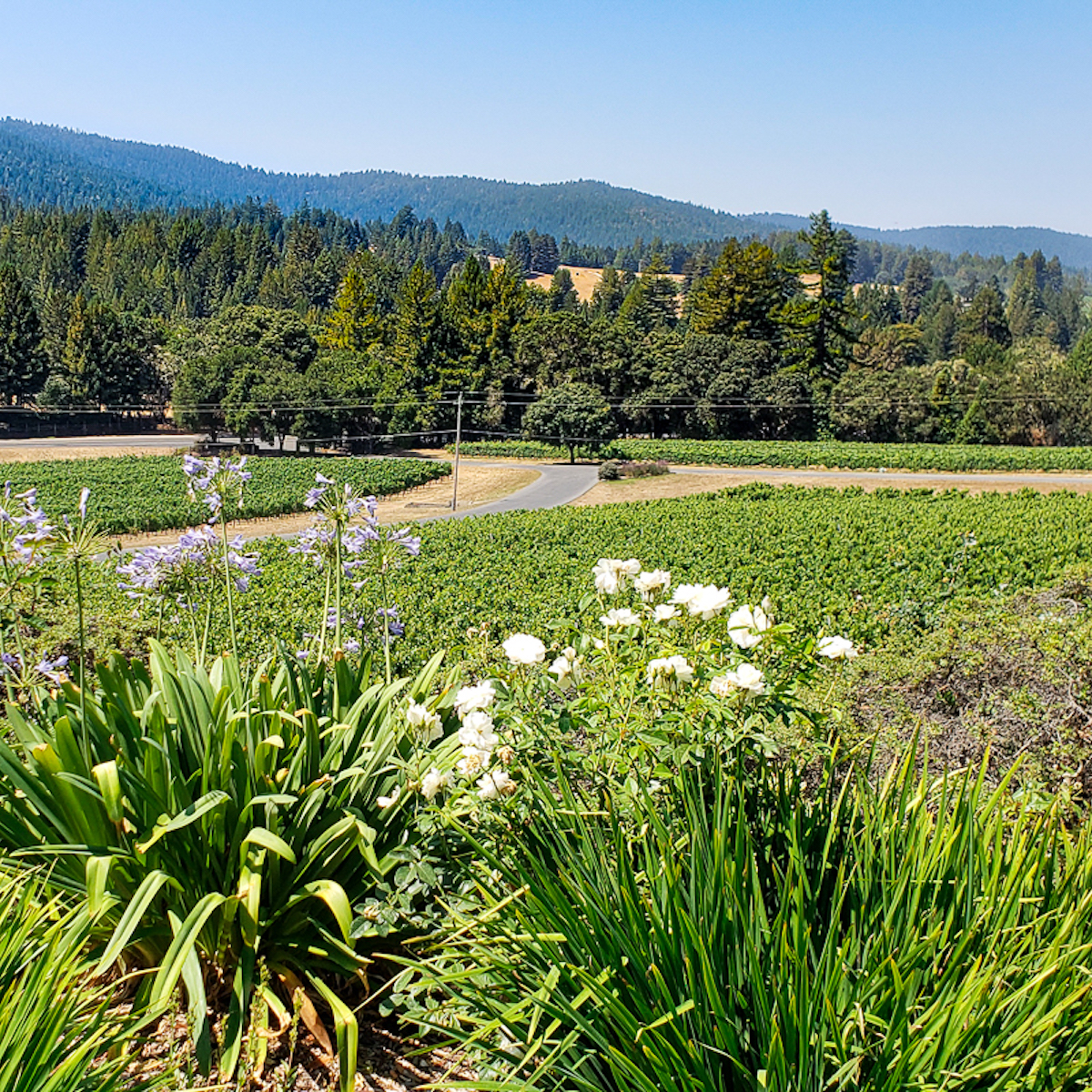 17 Key Tips For Experiencing Crush Season In Anderson Valley | TravelAwaits