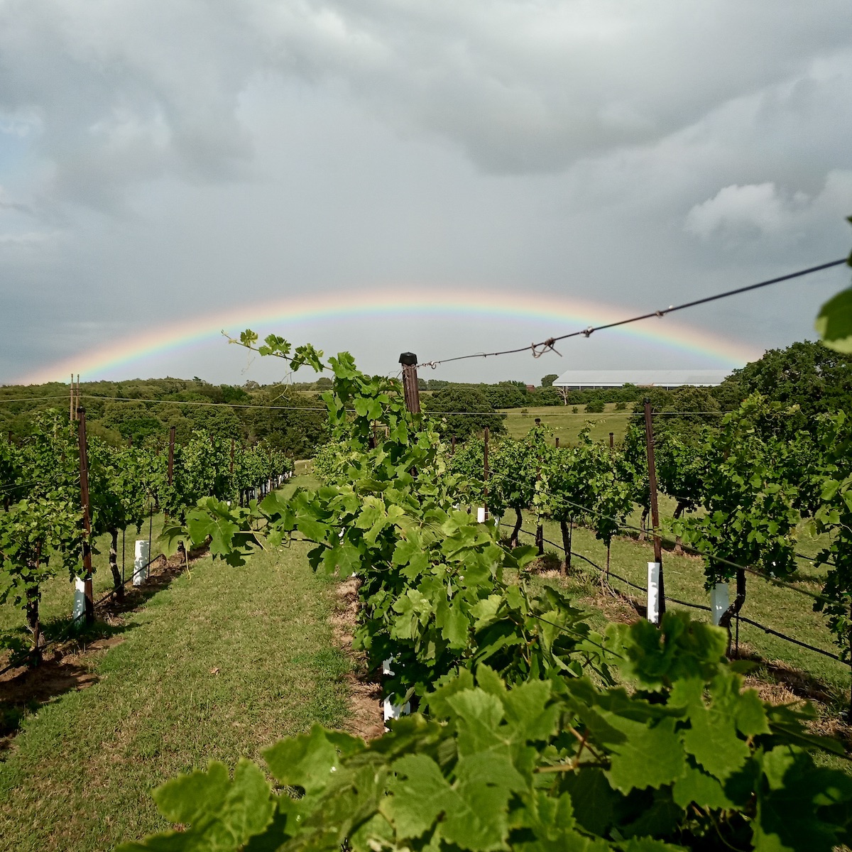 7 Fabulous Wineries To Visit Near Dallas | TravelAwaits