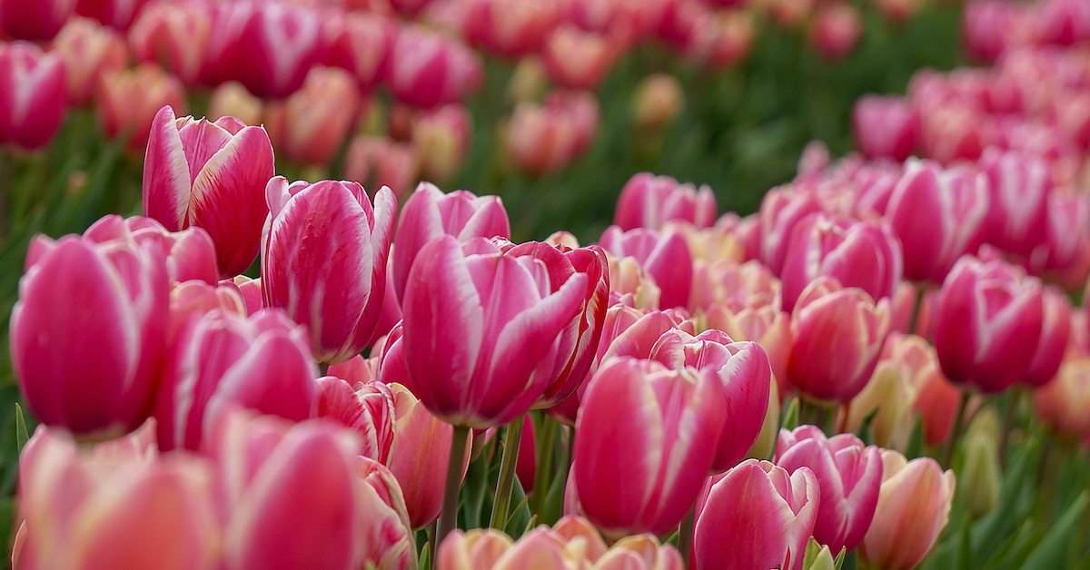 7 Best Places To Find a Texas Tulip Farm According to a Local ...