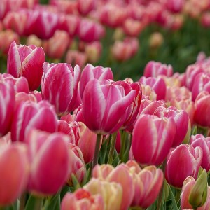 7 Best Places To Find a Texas Tulip Farm According to a Local ...