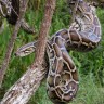Pythons Explode In Numbers Across Southern Florida — The Popular Tourist Destinations Seeing An ...