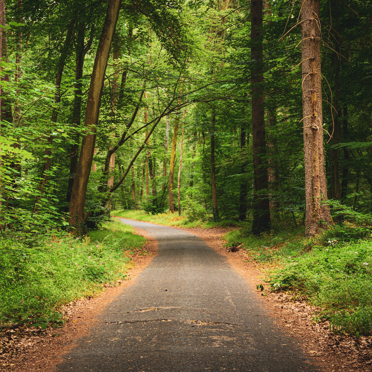6 Magnificent Forests To Explore In France | TravelAwaits