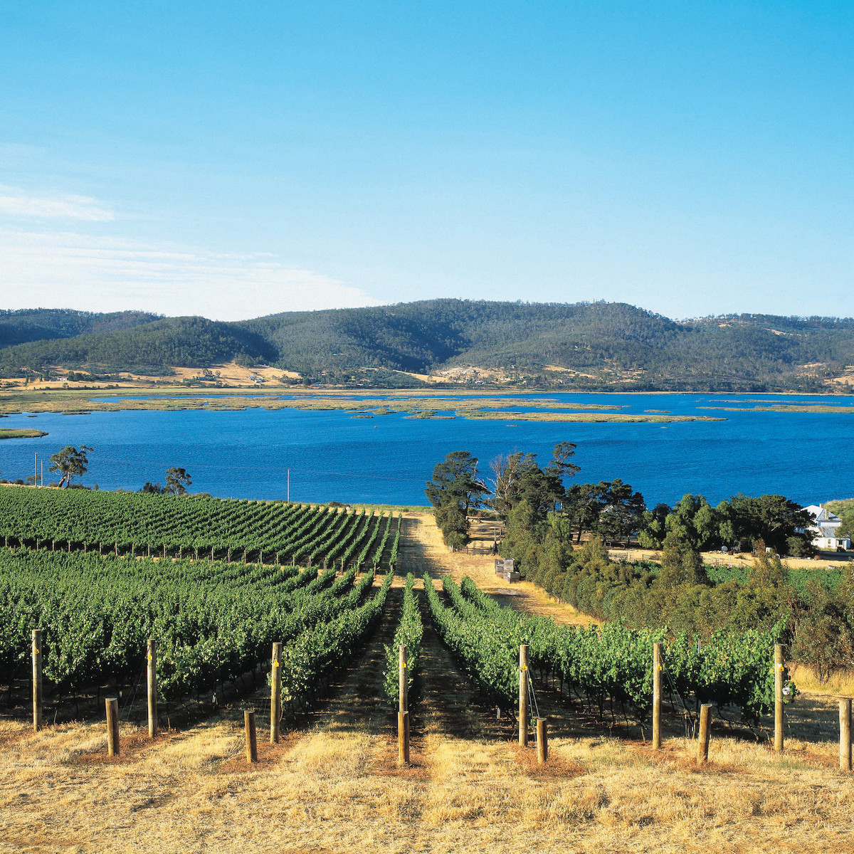 7 Fabulous Reasons To Take A Tasmanian Wine Trail Tour | TravelAwaits