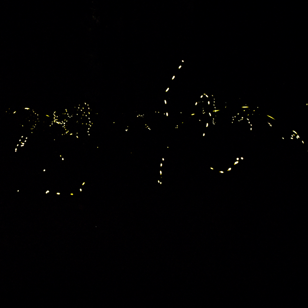 This Unique Firefly Phenomenon Can Only Be Seen In These 3 U.S. Spots ...