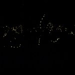 This Unique Firefly Phenomenon Can Only Be Seen In These 3 U.S. Spots ...