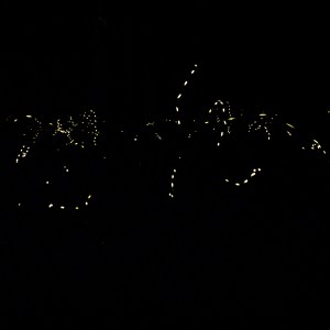 This Unique Firefly Phenomenon Can Only Be Seen In These 3 U.S. Spots ...