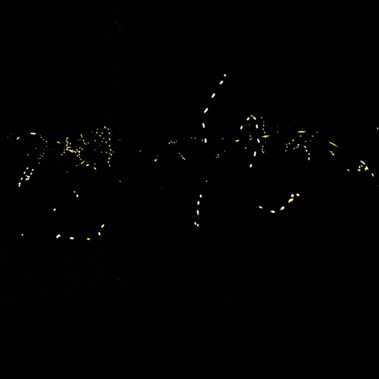 This Unique Firefly Phenomenon Can Only Be Seen In These 3 U.S. Spots ...