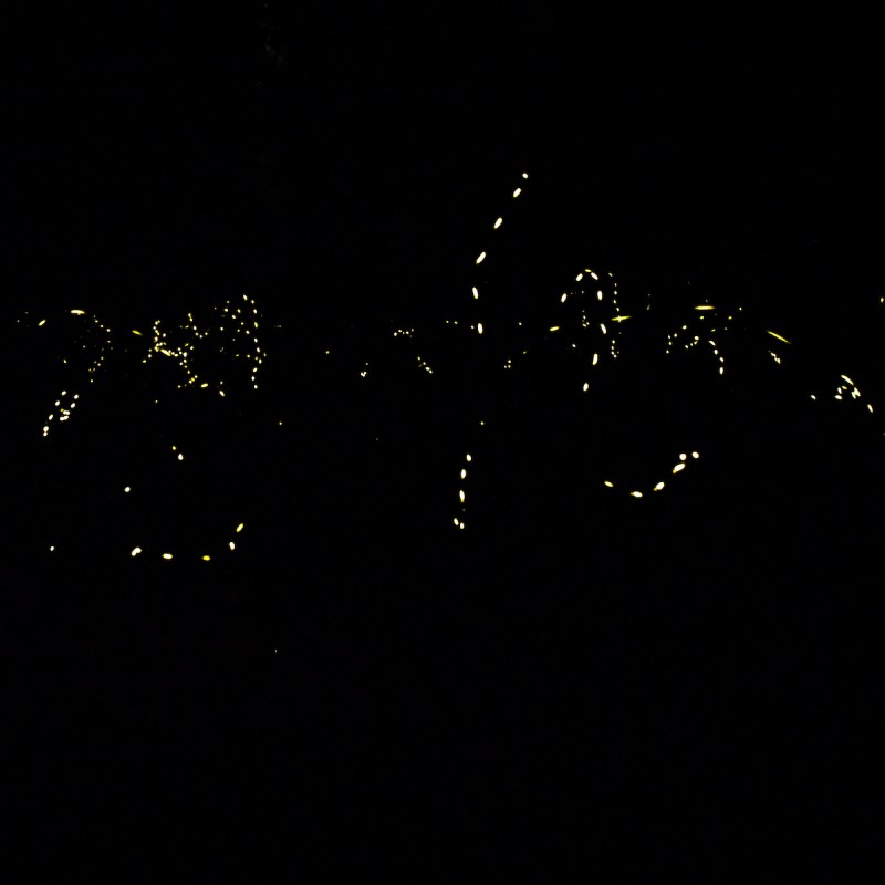 This Unique Firefly Phenomenon Can Only Be Seen In These 3 U.S. Spots ...