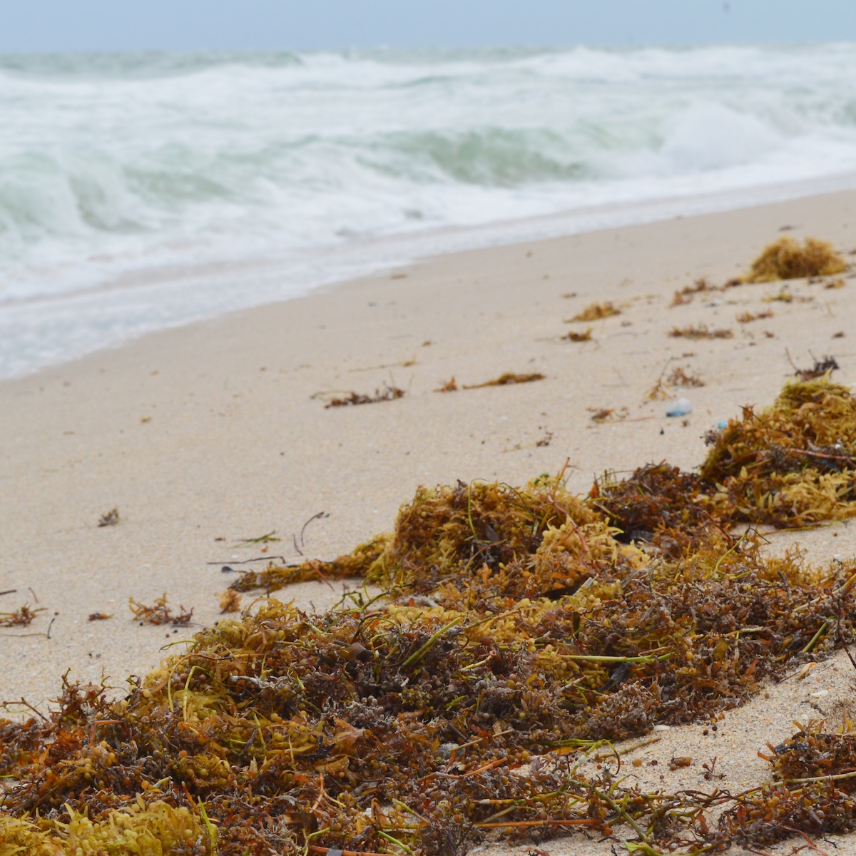 Smelly Seaweed Mass Arrives In This Vacation Hot Spot — Why It’s ...
