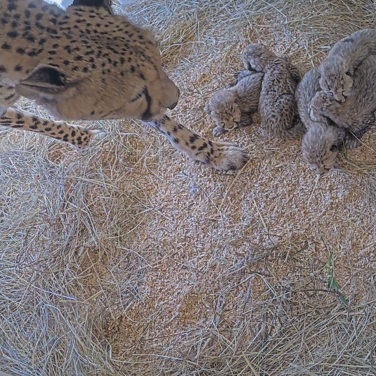 Adorable Cheetah Cubs Were Born At This Zoo — How You Can See Them ...