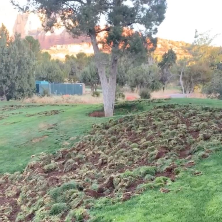 Top Ranking Arizona Golf Course Destroyed by Javelinas | TravelAwaits