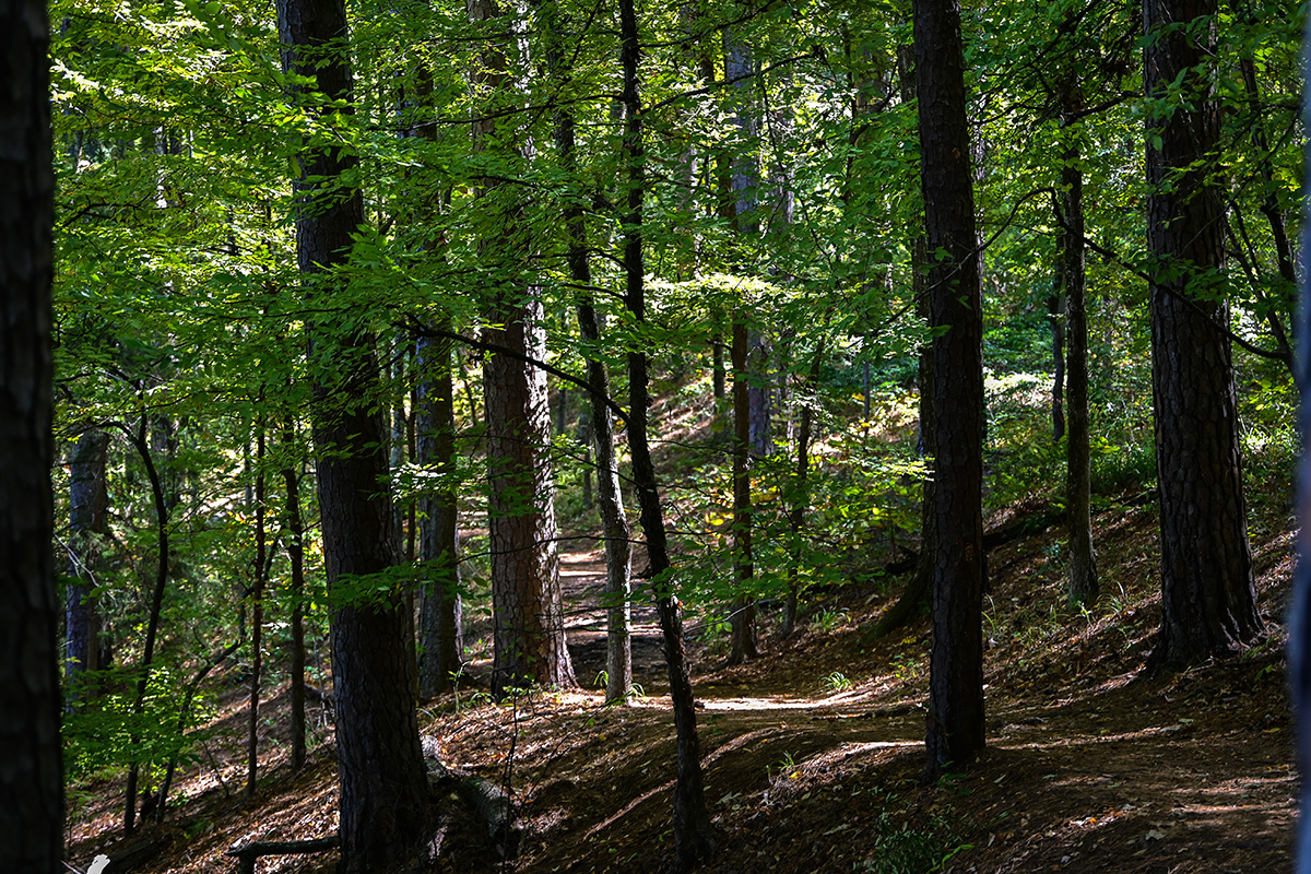All of the Greatest Things To Do In Tyler, Texas, the ‘Rose Capital of ...