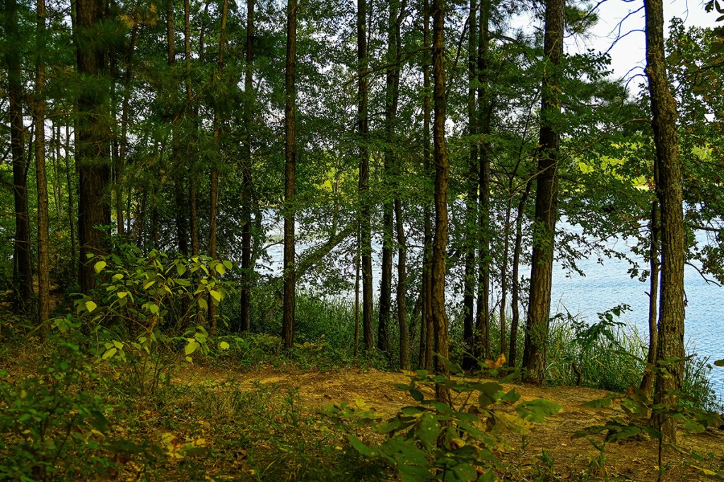 All of the Greatest Things To Do In Tyler, Texas, the ‘Rose Capital of ...