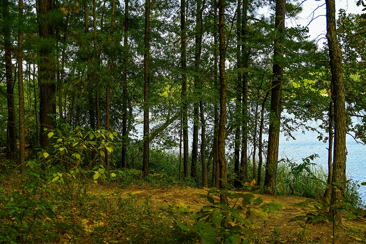 All of the Greatest Things To Do In Tyler, Texas, the ‘Rose Capital of ...