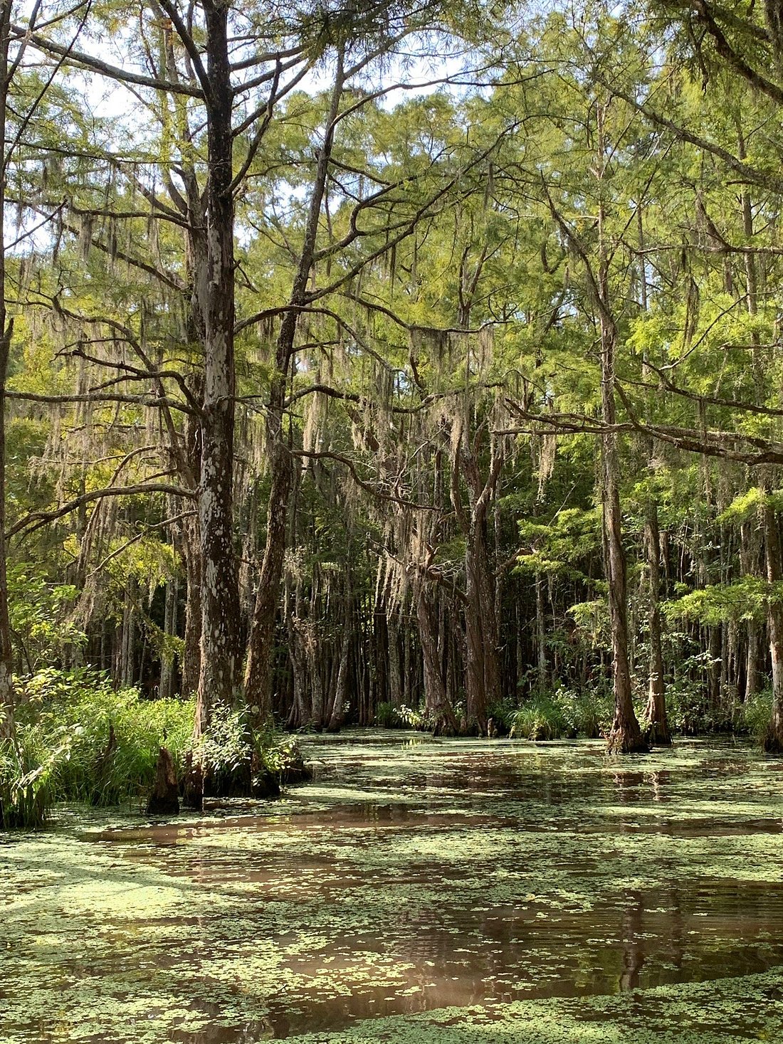 Cajun Recommendations: Honey Island Swamp Tour | TravelAwaits