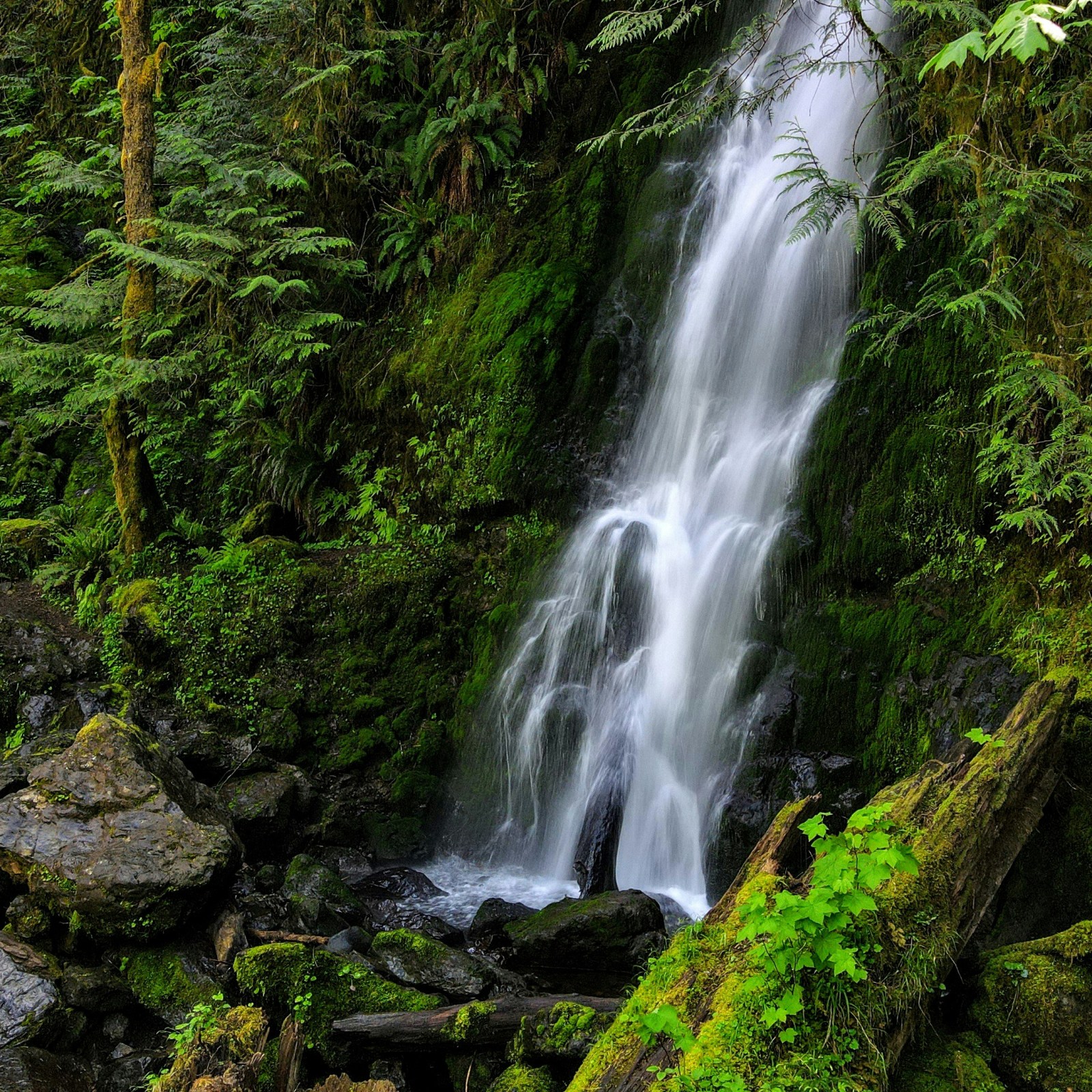 Hoh Rainforest: How to Visit a Rainforest Without Leaving the US ...