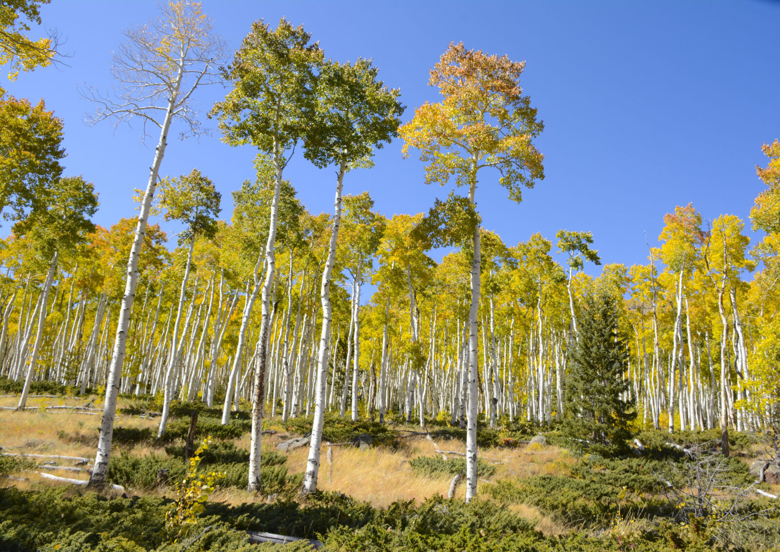 How to Visit Pando, The World’s Largest & Oldest Tree | TravelAwaits