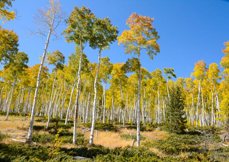 How to Visit Pando, The World’s Largest & Oldest Tree | TravelAwaits