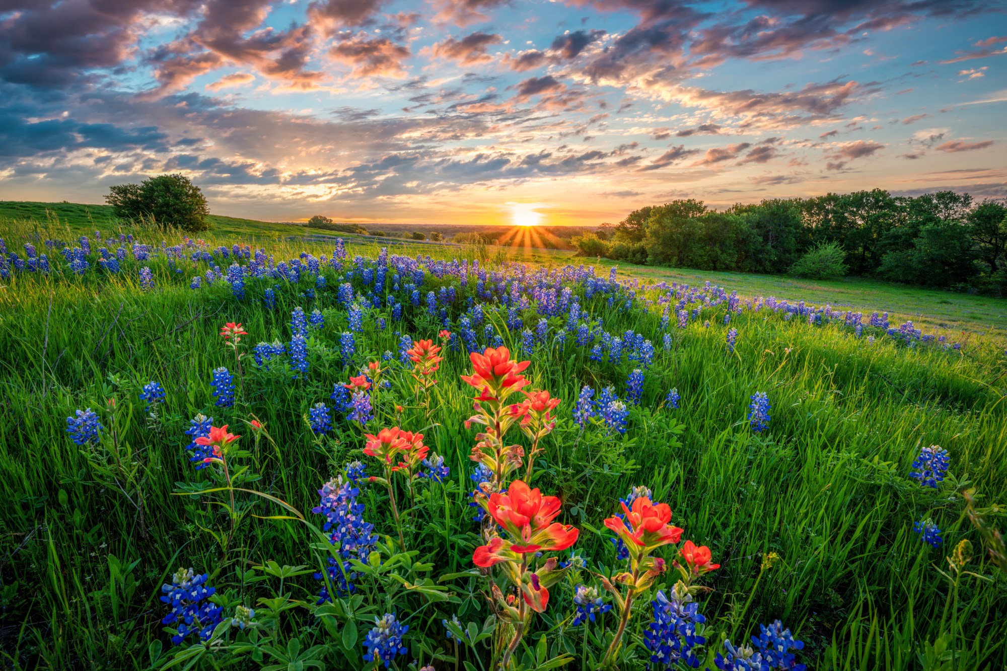 5 Places to See Wildflowers in Texas This Spring | TravelAwaits