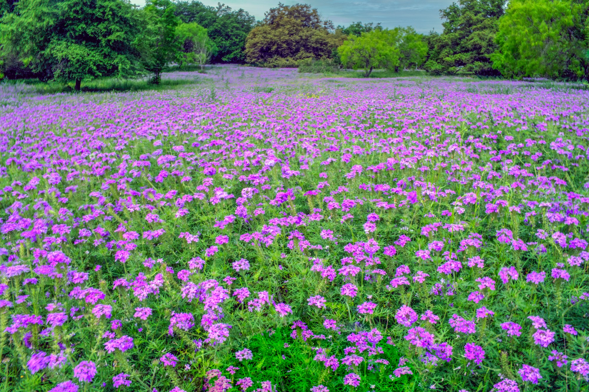 5 Places to See Wildflowers in Texas This Spring | TravelAwaits