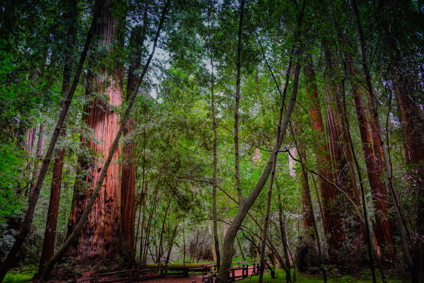 3 Great Towns in Northern California for Exploring Redwoods | TravelAwaits