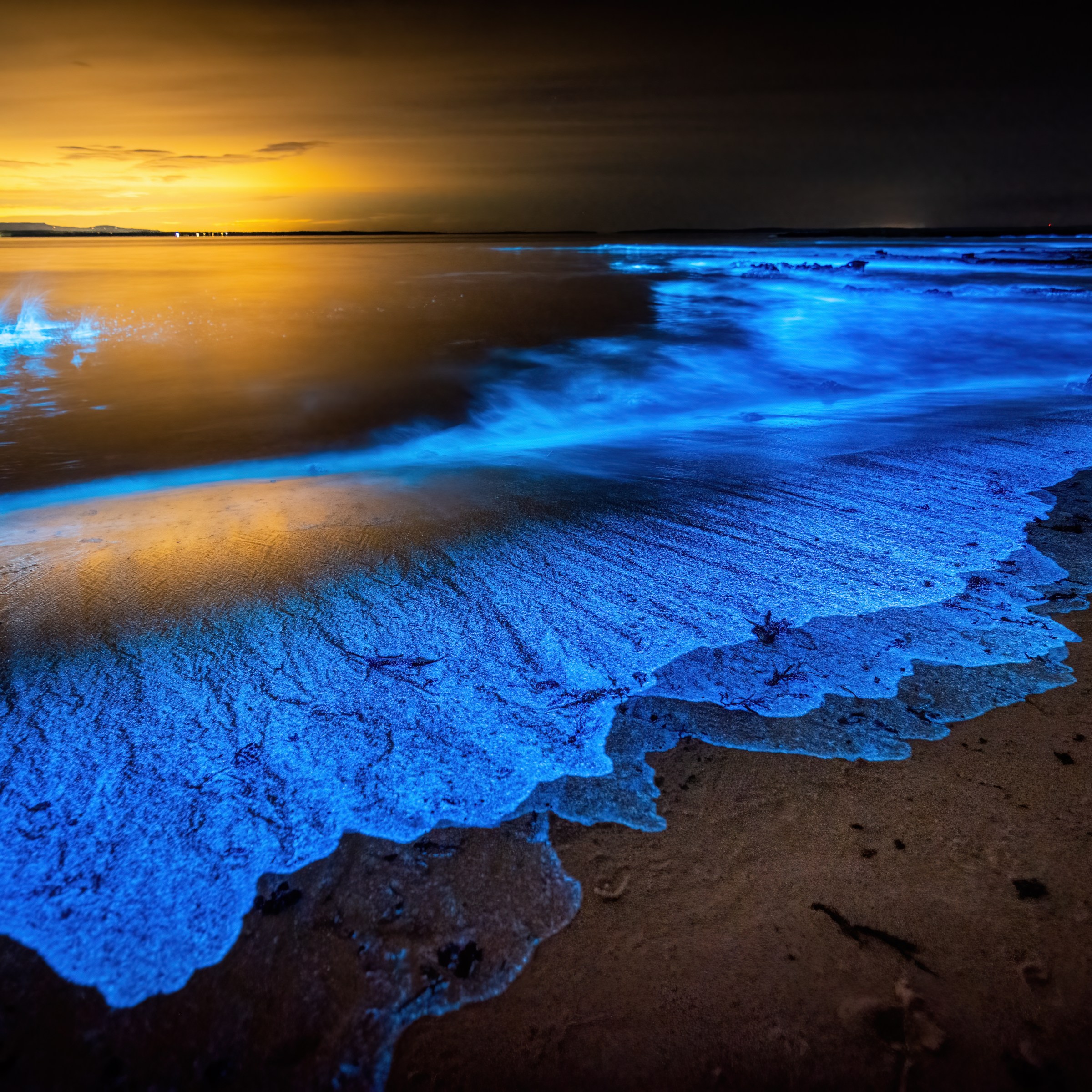 4 Places to Experience Bioluminescence in the Continental US | TravelAwaits
