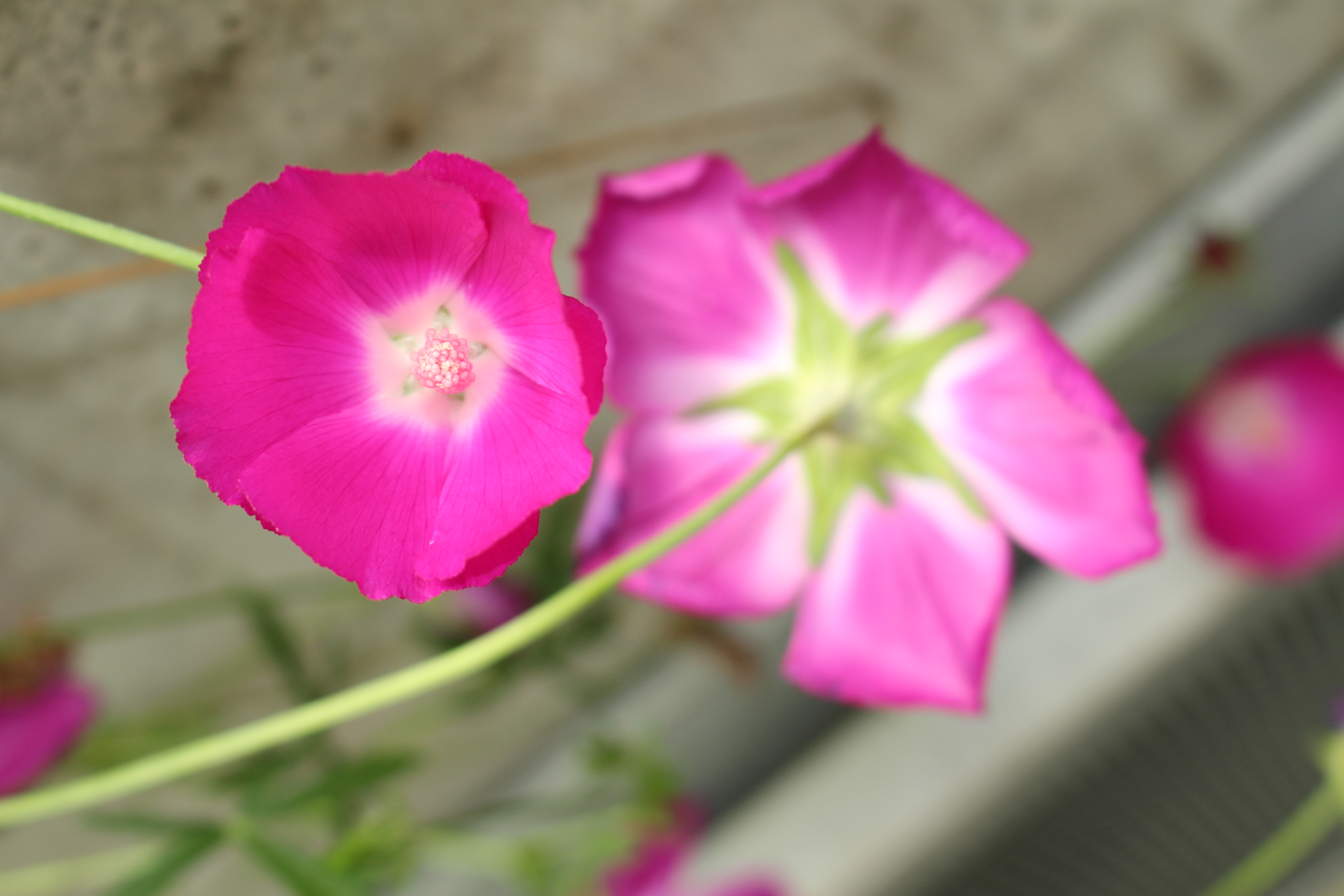 5 Places to See Wildflowers in Texas This Spring | TravelAwaits