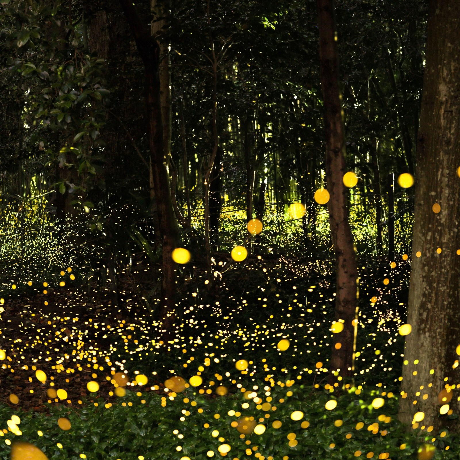 Top 4 Parks in Appalachia to See Fireflies This Summer | TravelAwaits