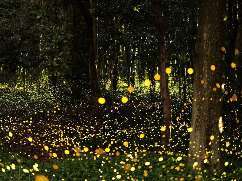 Top 4 Parks in Appalachia to See Fireflies This Summer | TravelAwaits