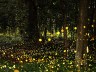 Top 4 Parks in Appalachia to See Fireflies This Summer | TravelAwaits