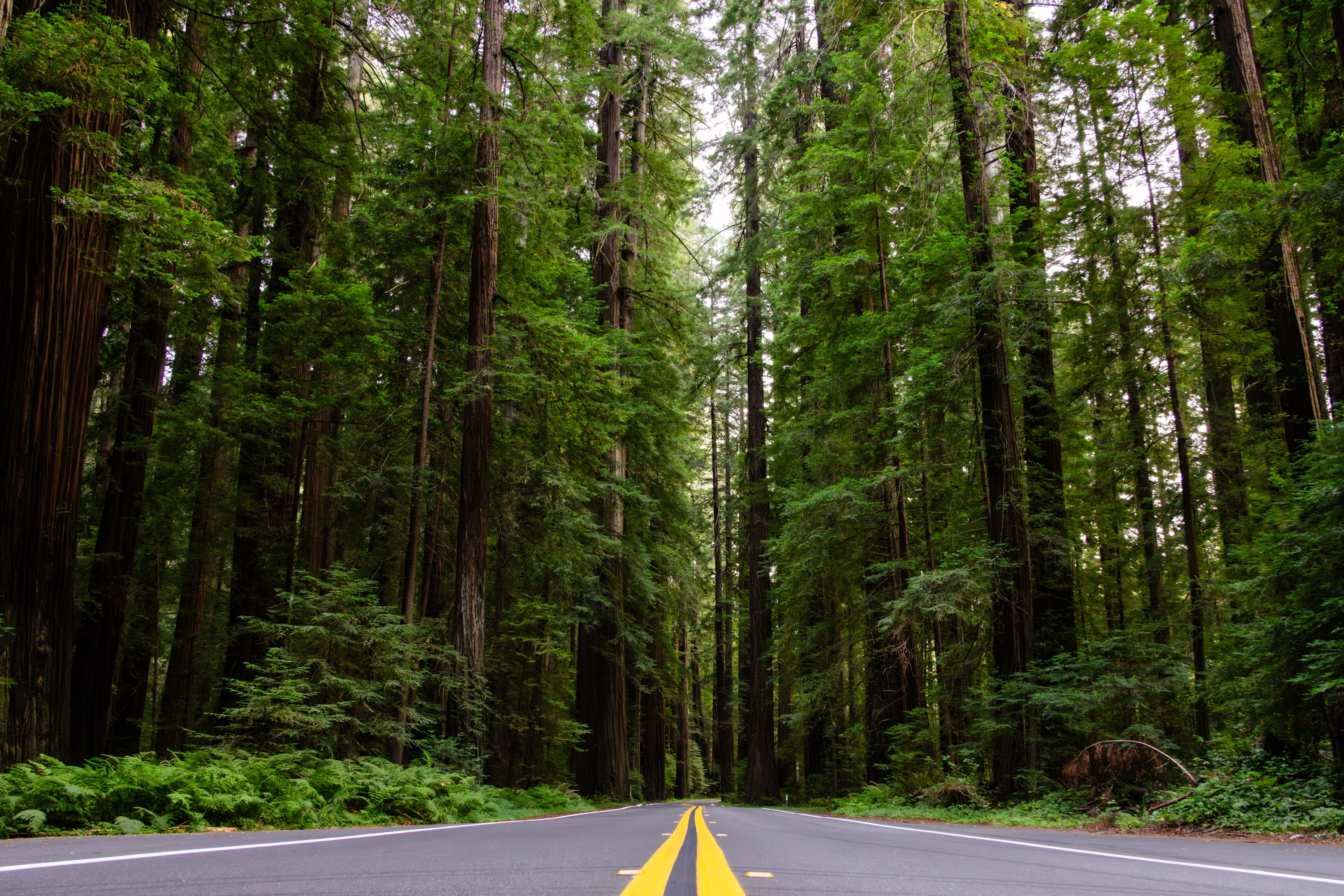 3 Great Towns in Northern California for Exploring Redwoods | TravelAwaits