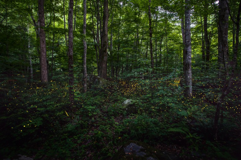 Top 4 Parks in Appalachia to See Fireflies This Summer | TravelAwaits