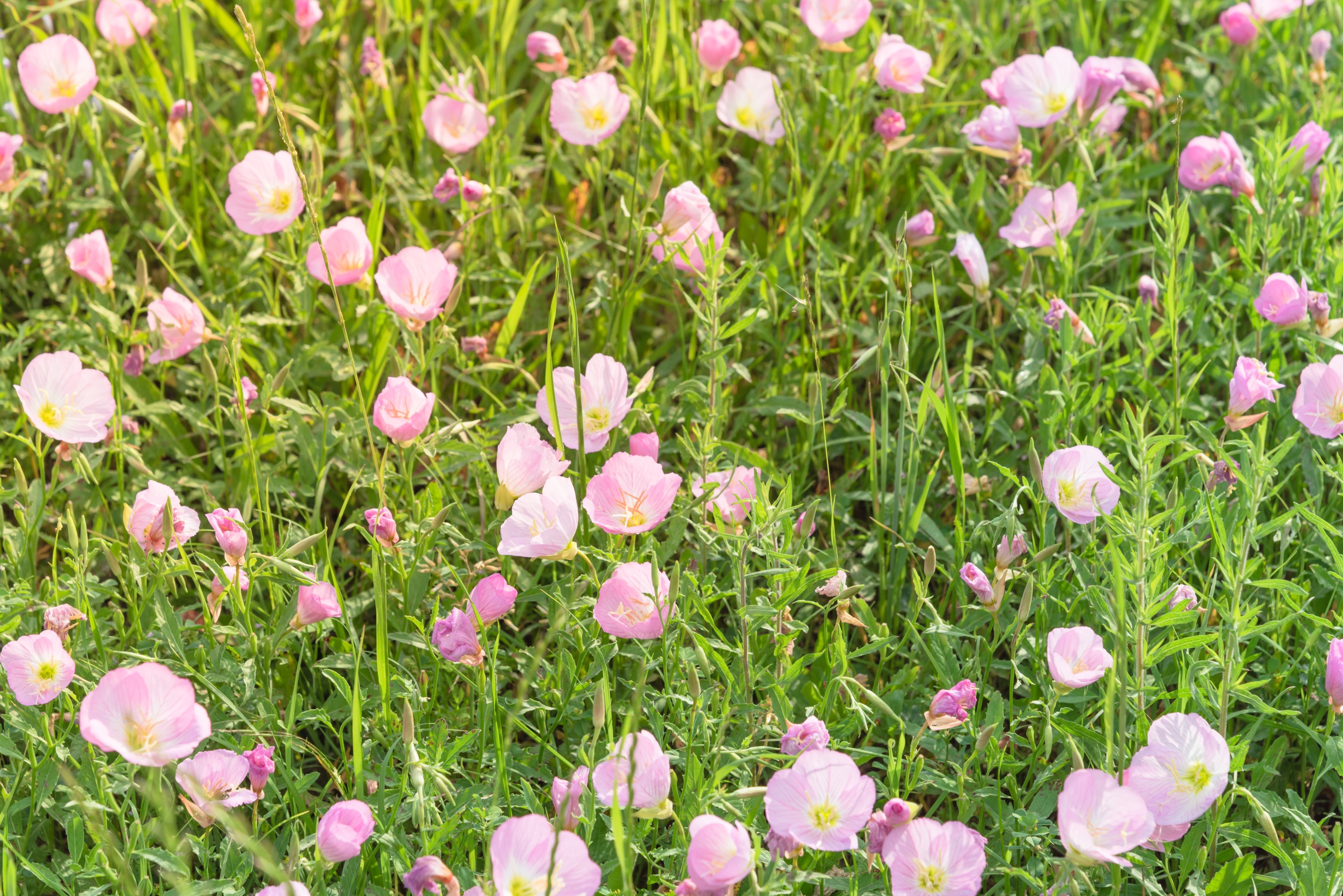 5 Places to See Wildflowers in Texas This Spring | TravelAwaits