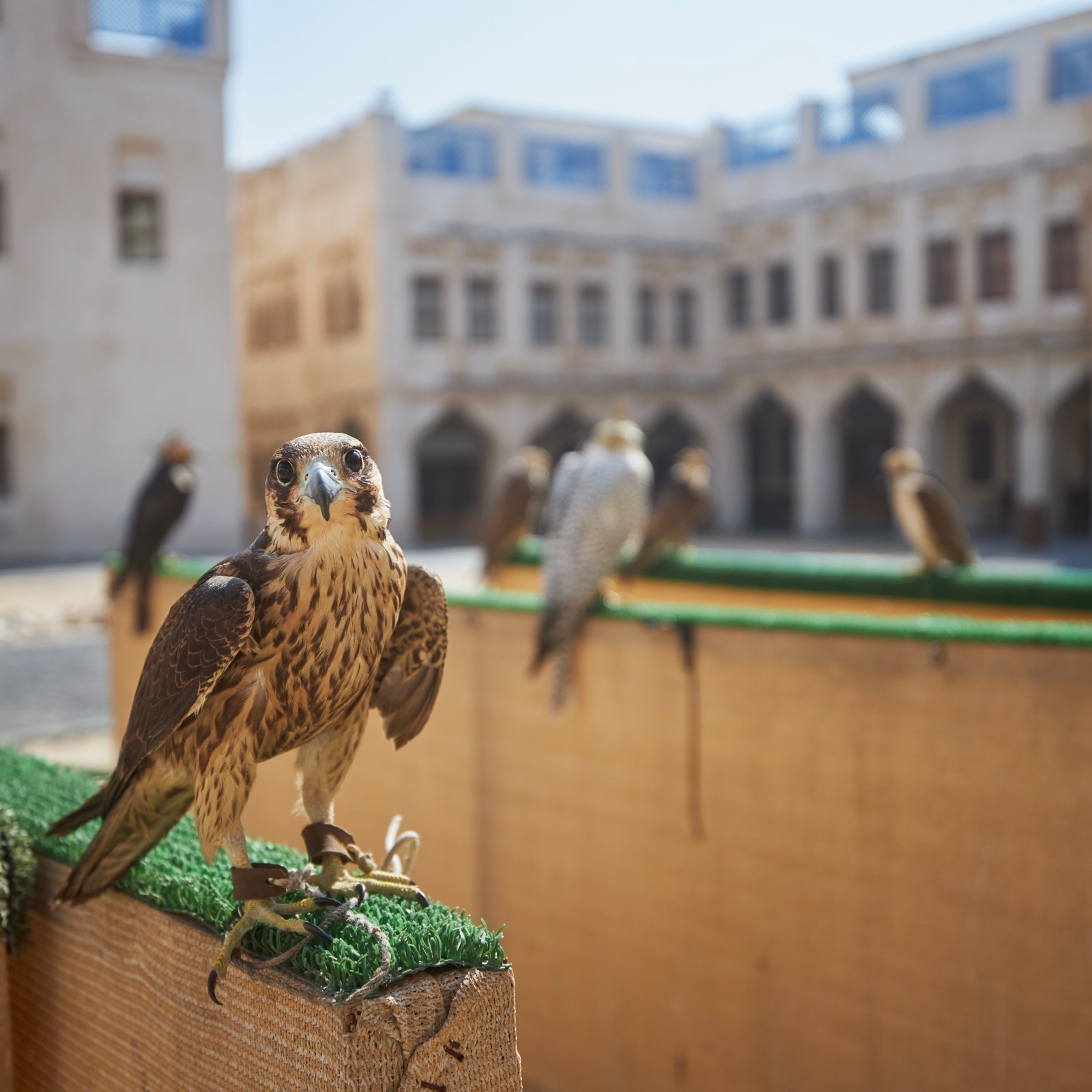 Falconry: Meet the Travel World's Growing Solution to Pigeon ...