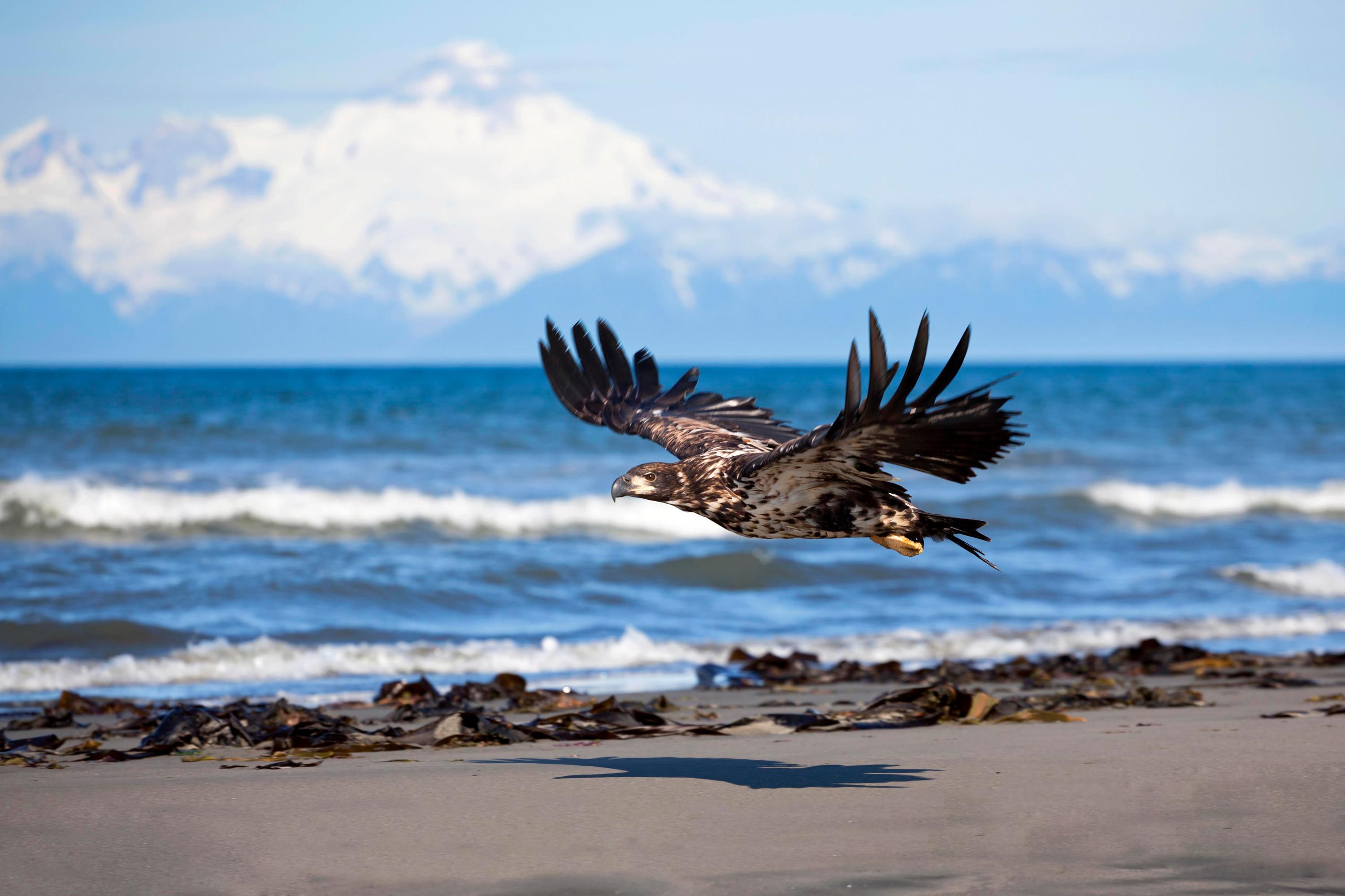 Must-See Alaska Beaches: Black Sands, Wildlife Sightings, & More ...