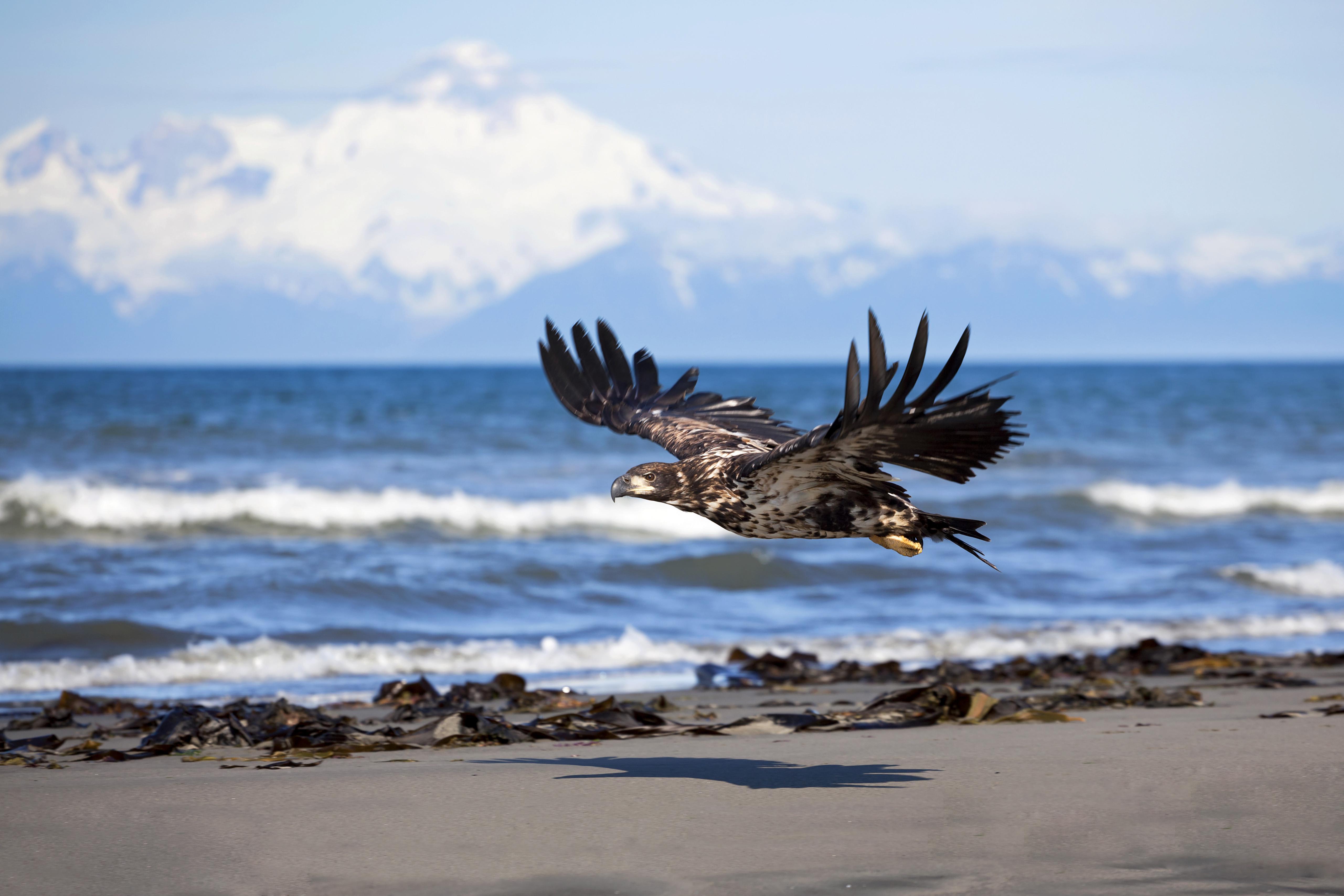 Must-See Alaska Beaches: Black Sands, Wildlife Sightings, & More ...