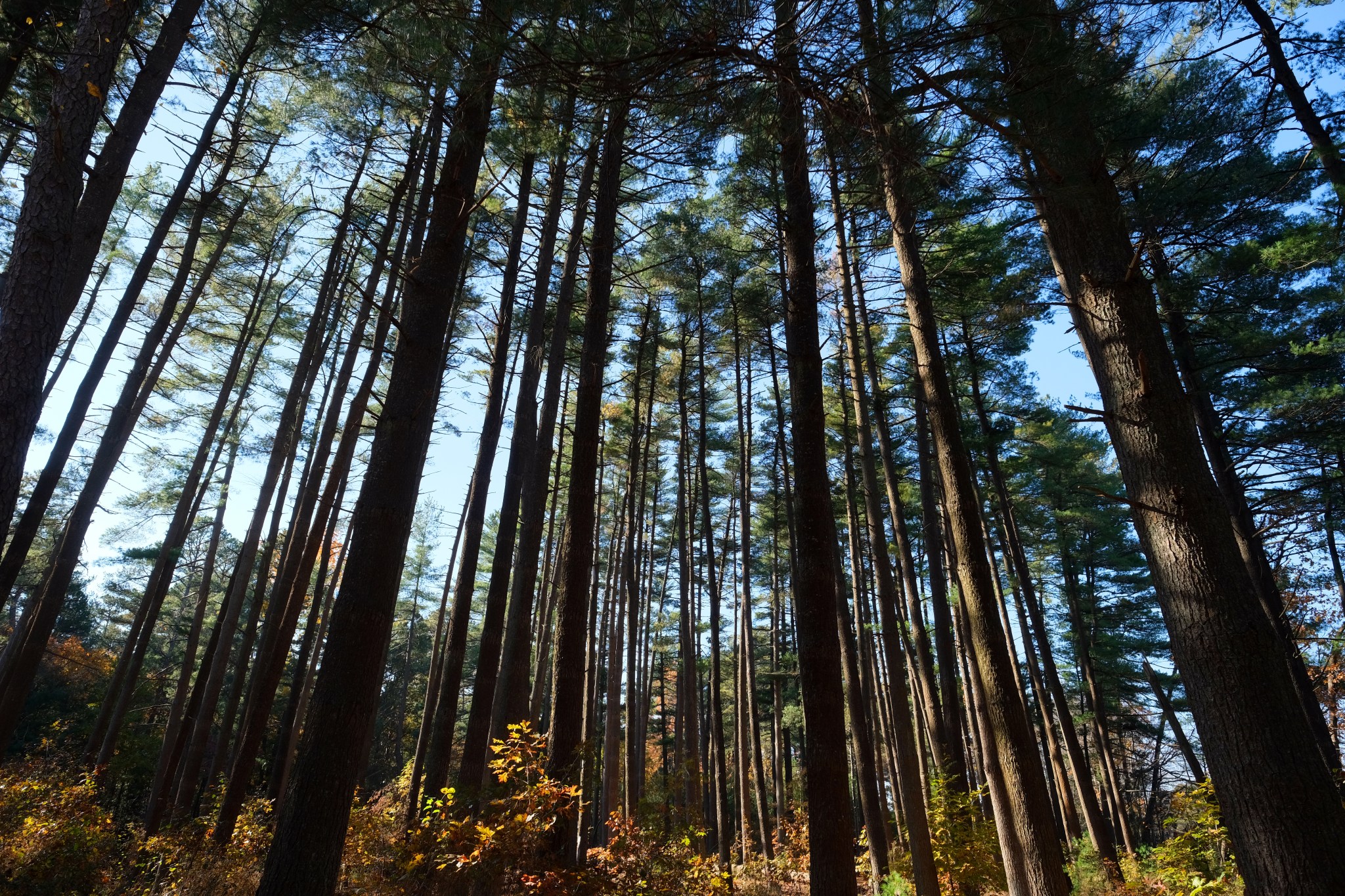 5 Ways to Visit New Jersey’s Pine Barrens | TravelAwaits