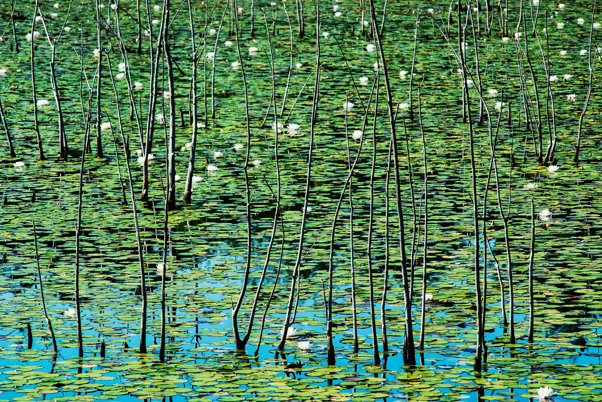 5 Ways to Visit New Jersey’s Pine Barrens | TravelAwaits