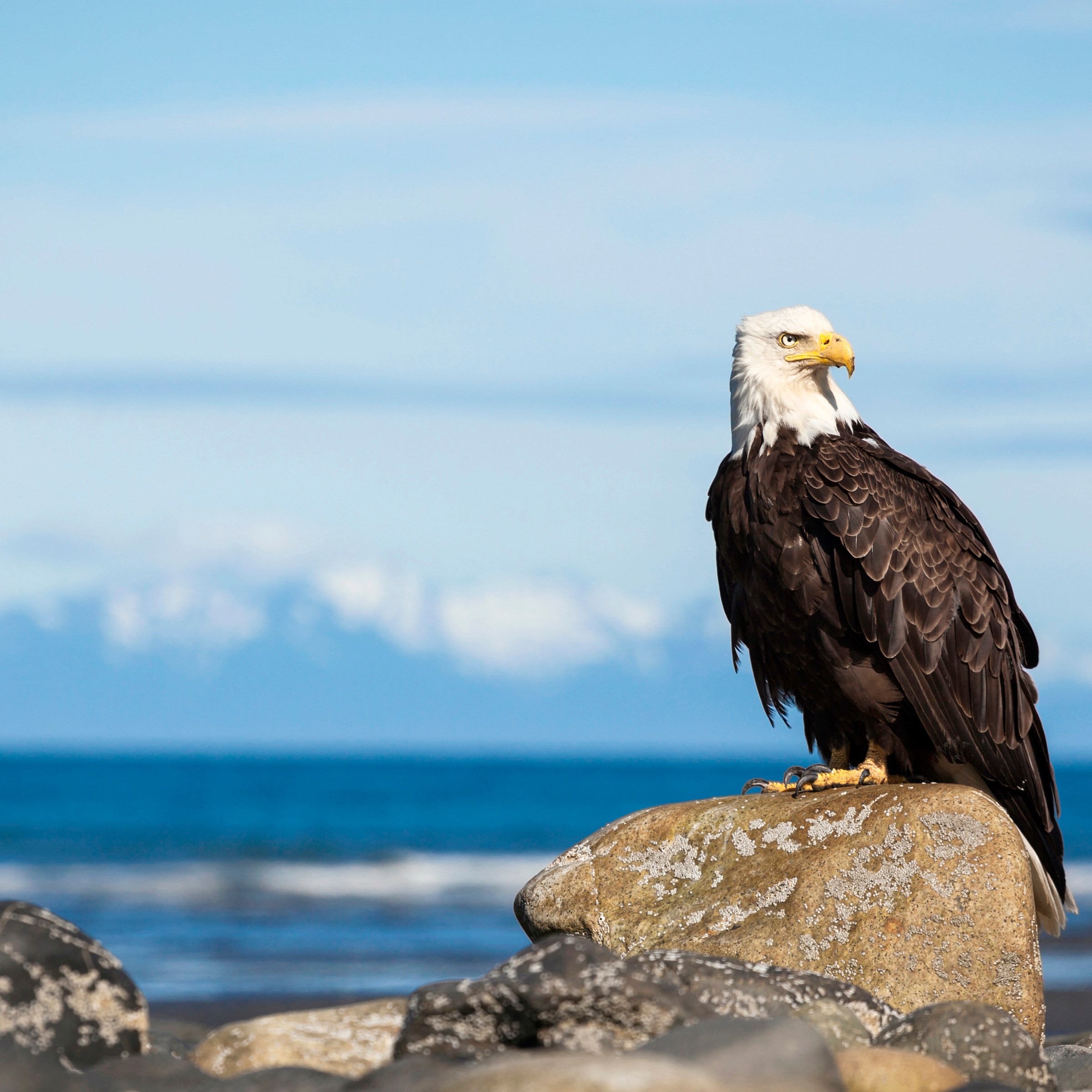 Must-See Alaska Beaches: Black Sands, Wildlife Sightings, & More ...