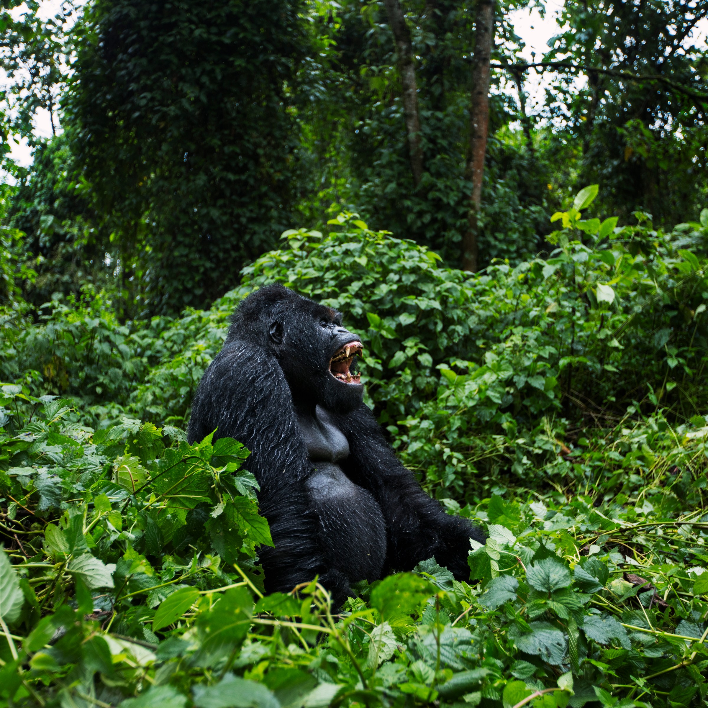 Ugandan National Park Ranger Weighs in on the Humans vs Silverback ...
