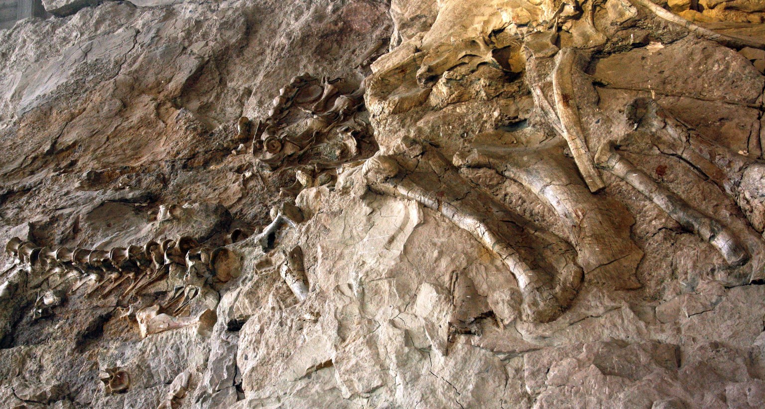 Dinosaur National Monument: How to See Fossils, Petroglyphs, & More ...