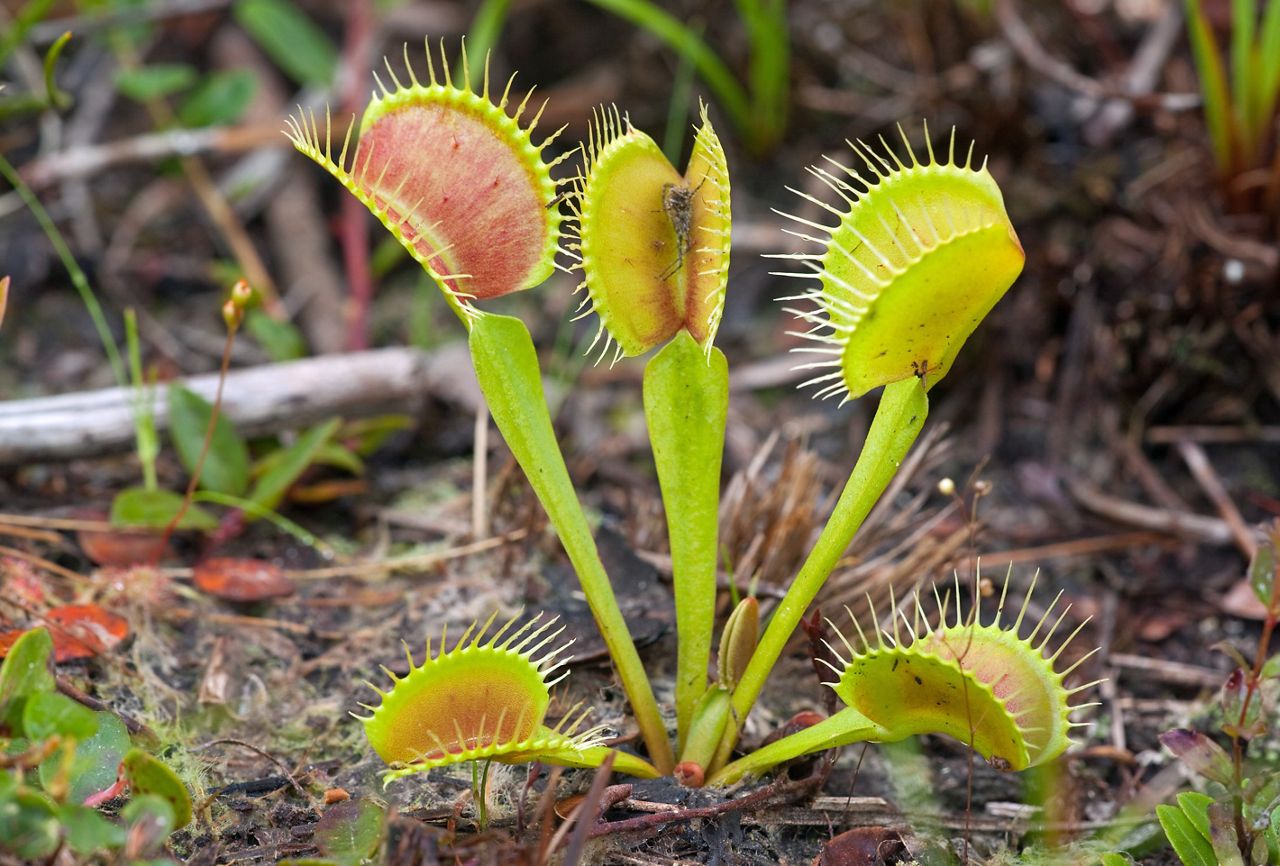 Where to See Carnivorous Plants in the Wild in the US: Venus Flytraps & More | TravelAwaits