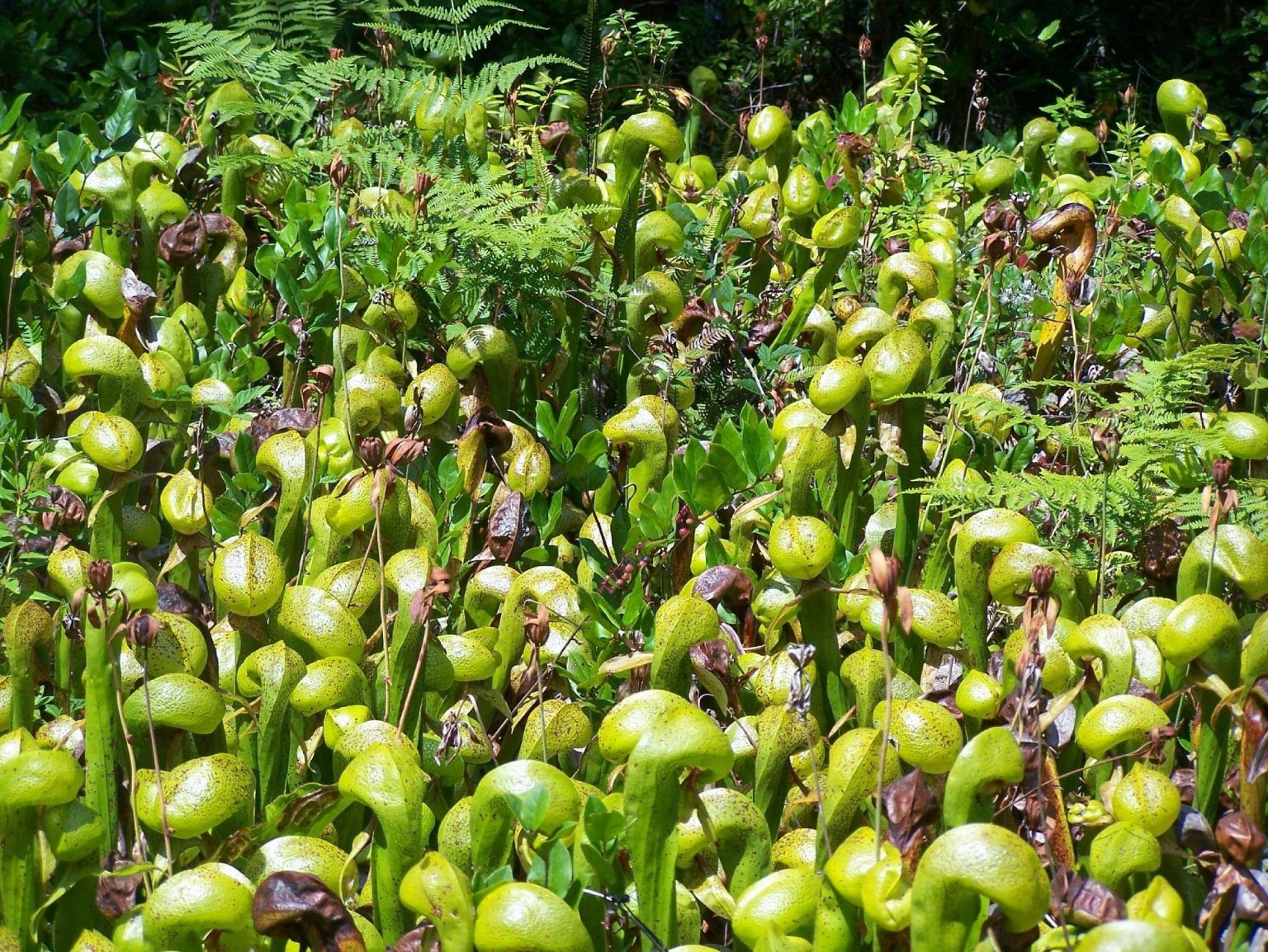 Where to See Carnivorous Plants in the Wild in the US: Venus Flytraps ...